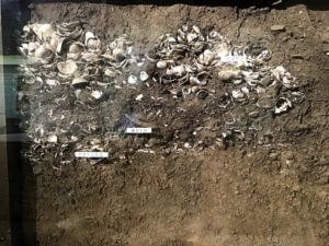 What shell mounds tell us about the Jomon diet and way of life ...